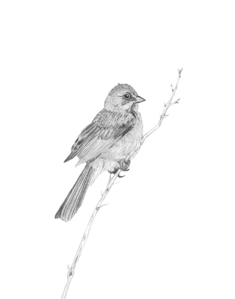 Michelle Carden Designs – Photography and Minimalist Nature Artwork
